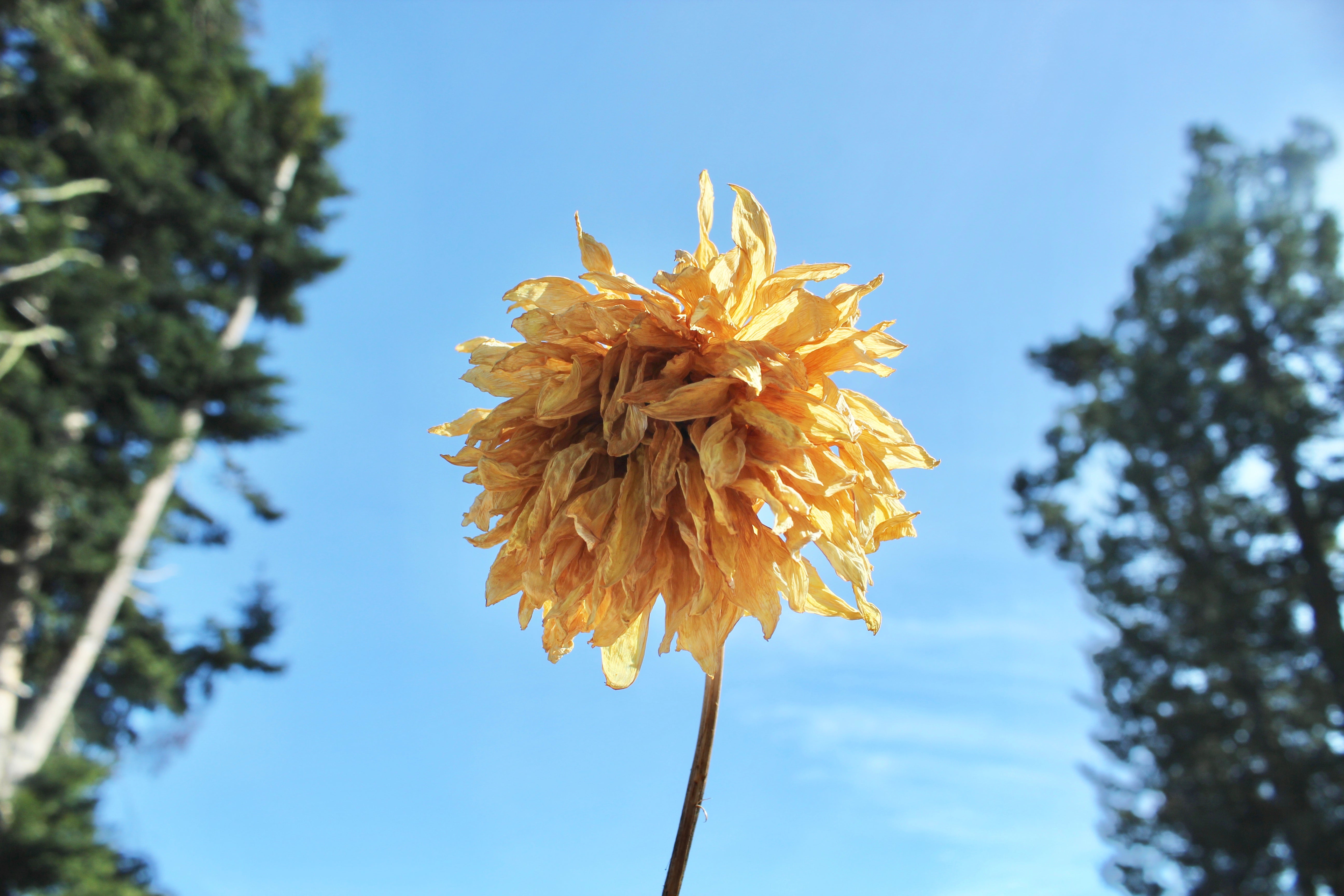 Trusting Your Intuition with Plant Alchemy and Divination – Goddess ...